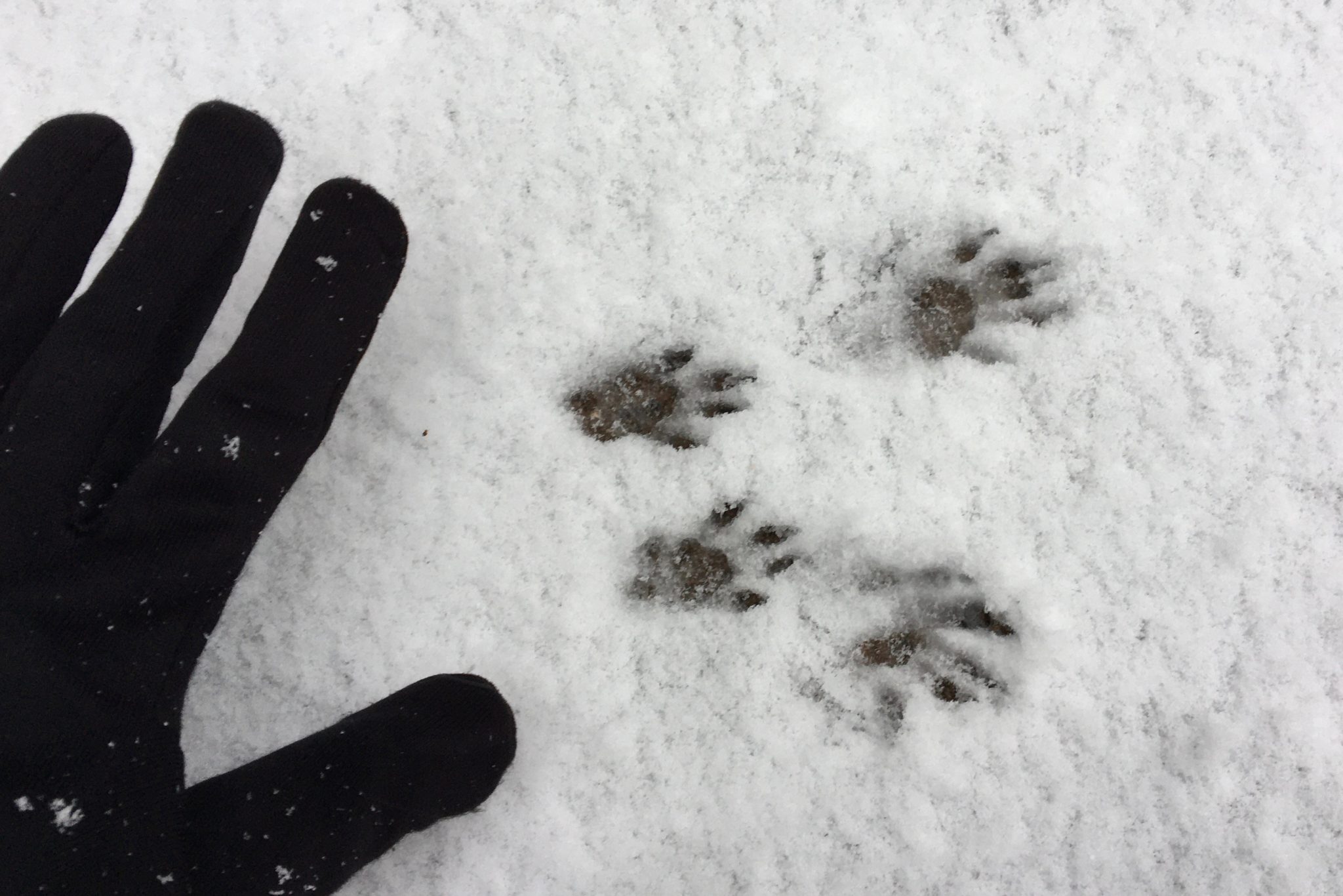 Animal Tracks: Eastern Gray Squirrel – Seashore to Forest Floor Animal Tracks: Eastern Gray Squirrel – Seashore to Forest Floor